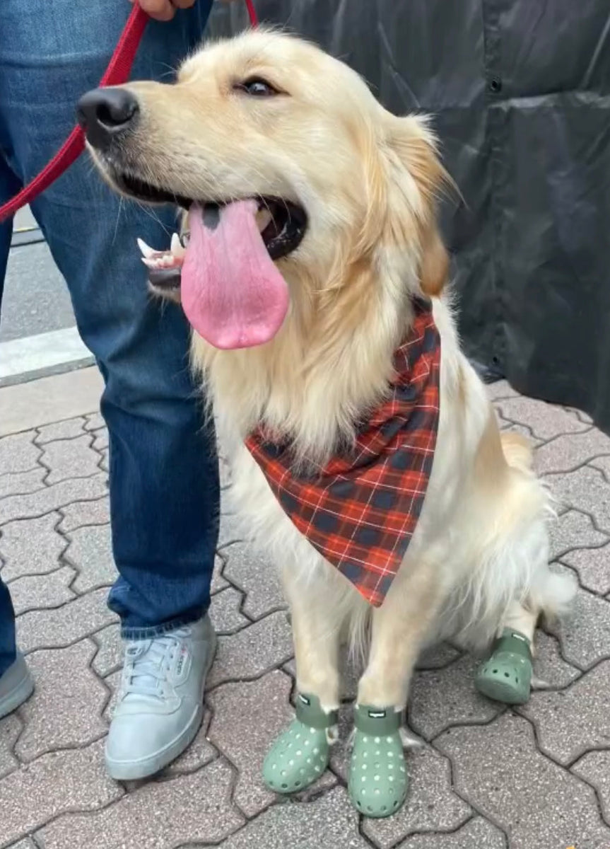 Wag Wear Dog Shoes – JQPaws